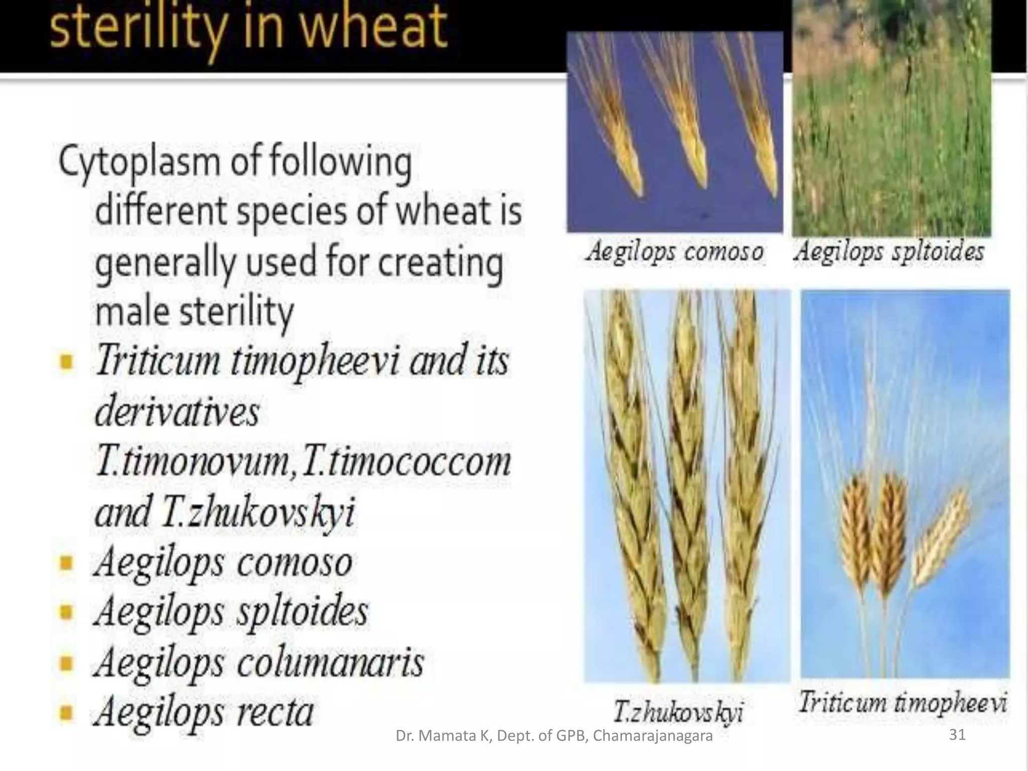 Breeding of wheat | PDF