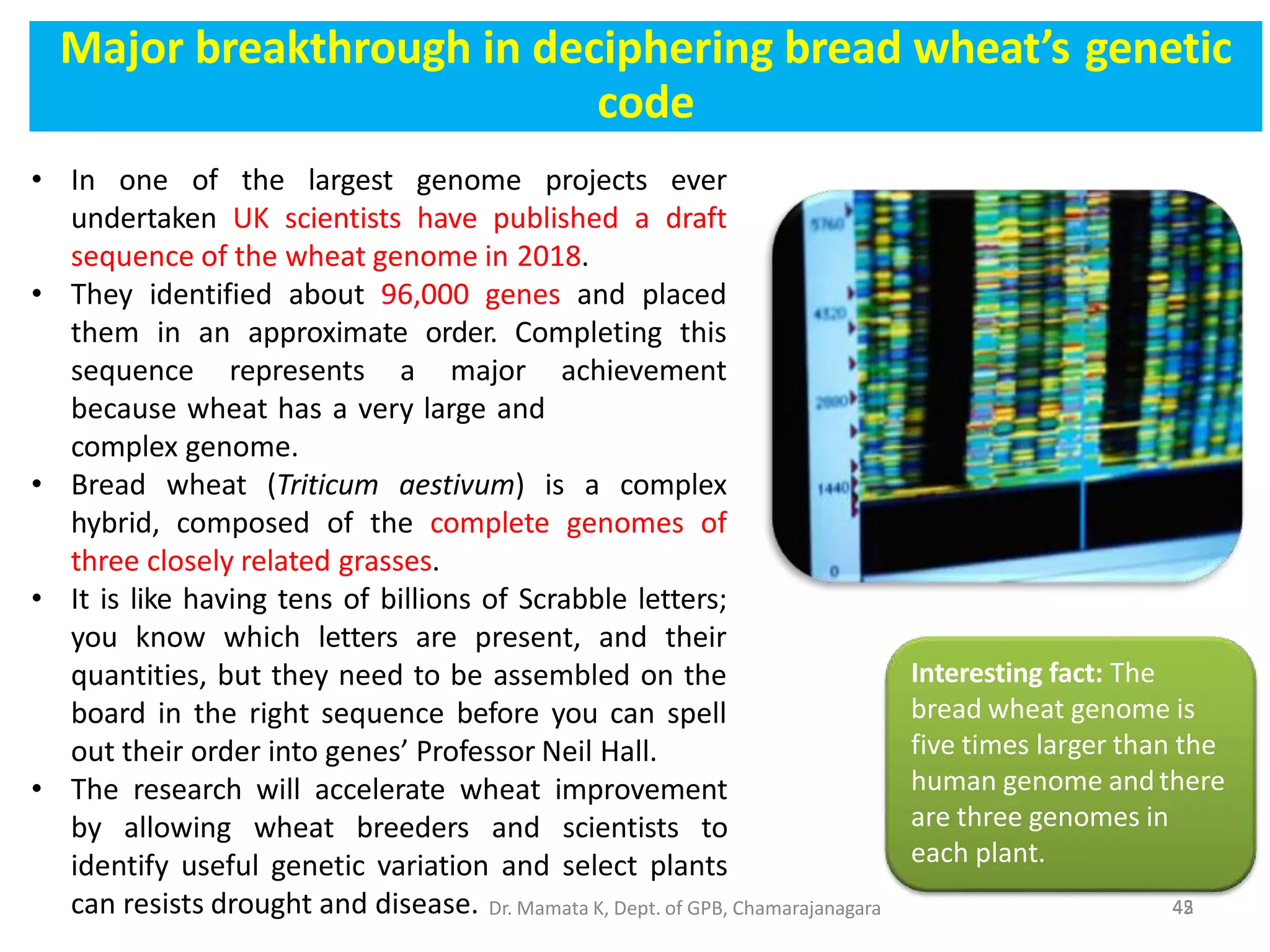 Breeding of wheat | PDF