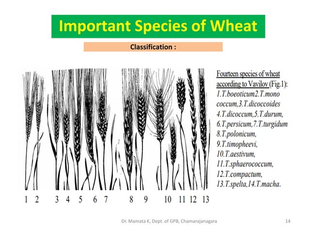 Breeding of wheat | PDF | Agriculture | Industries