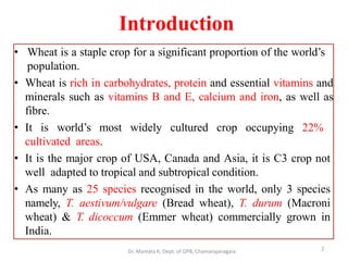 Breeding of wheat | PDF