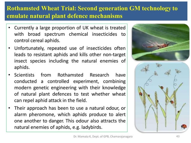 Breeding of wheat | PDF | Agriculture | Industries