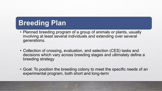 Breeding plan.pptx