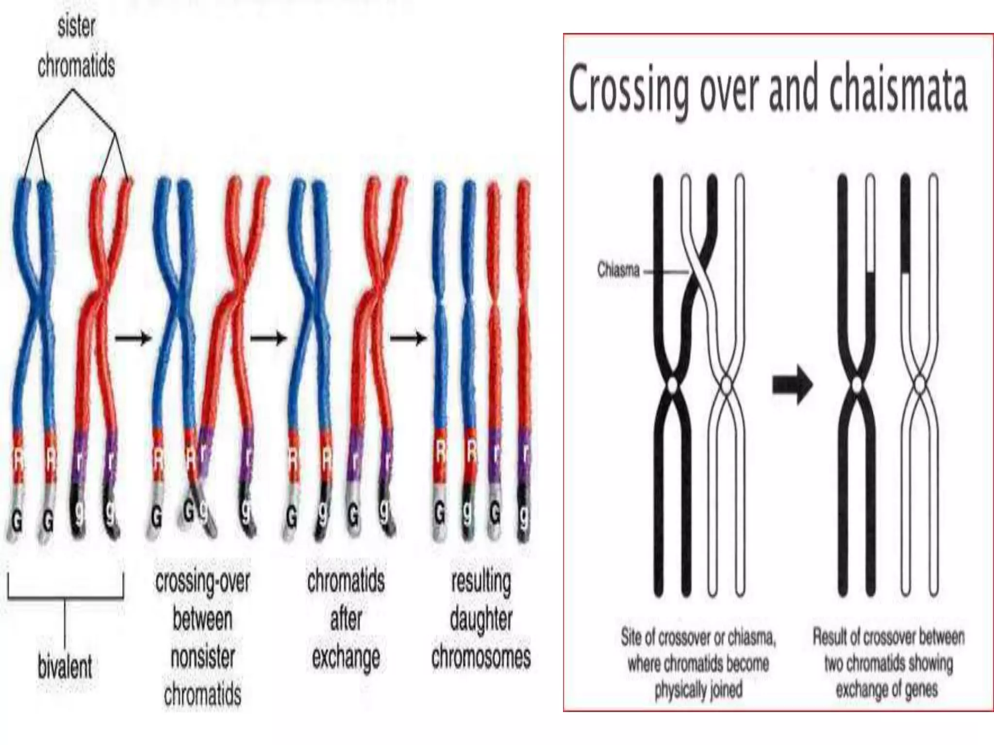 CROSSING OVER PPT | PPTX