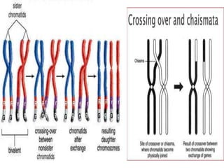 CROSSING OVER PPT | PPTX