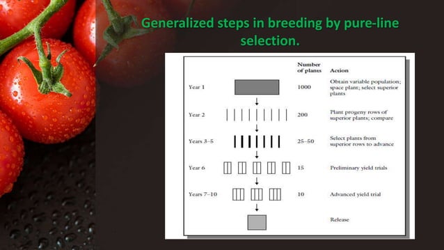 Breeding principles in self pollinated crops.pptx
