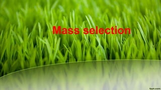 Breeding principles in self pollinated crops.pptx