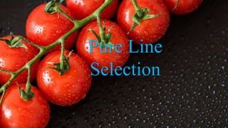 Breeding principles in self pollinated crops.pptx