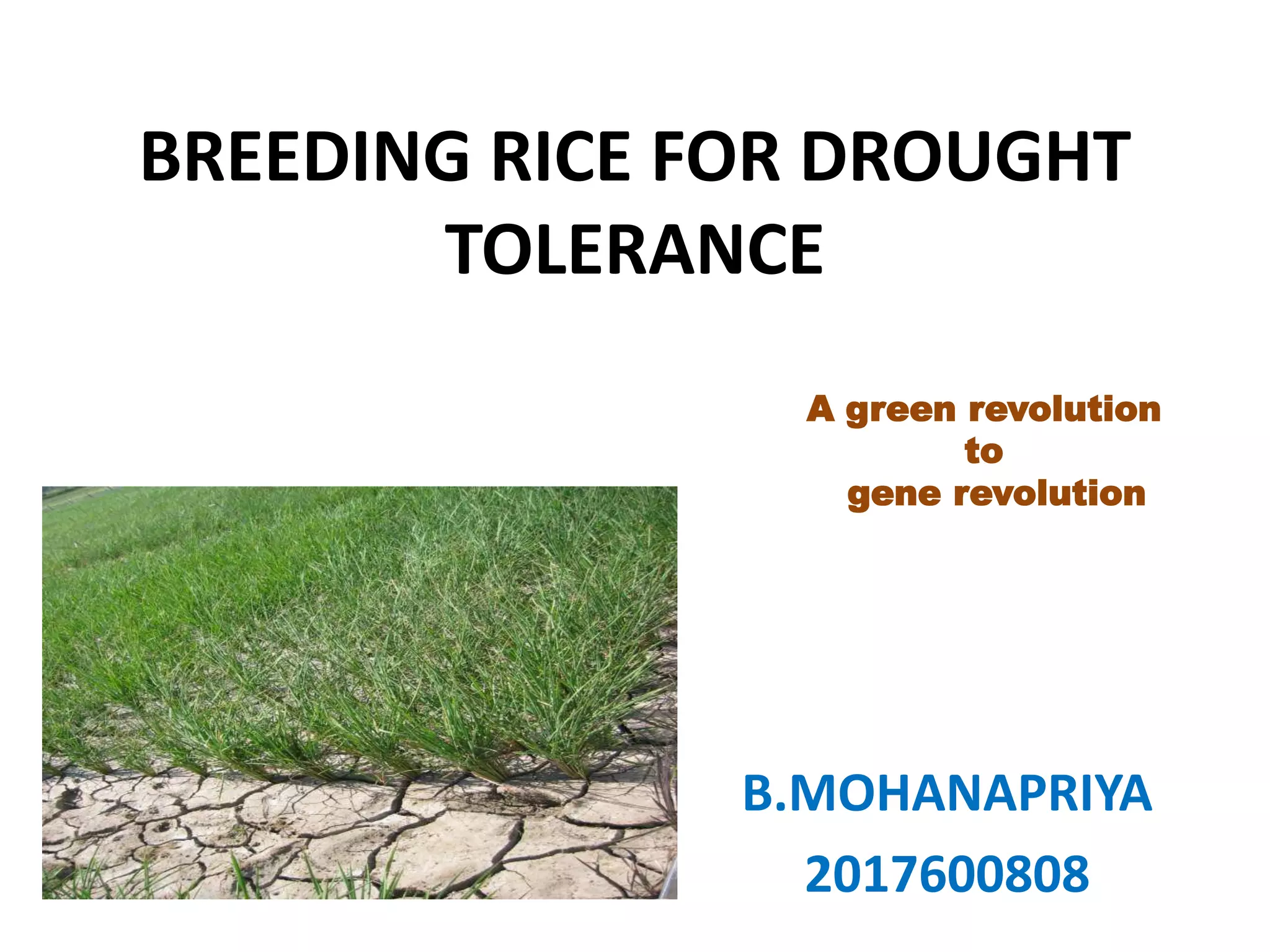 Breeding Rice For Drought Pptx