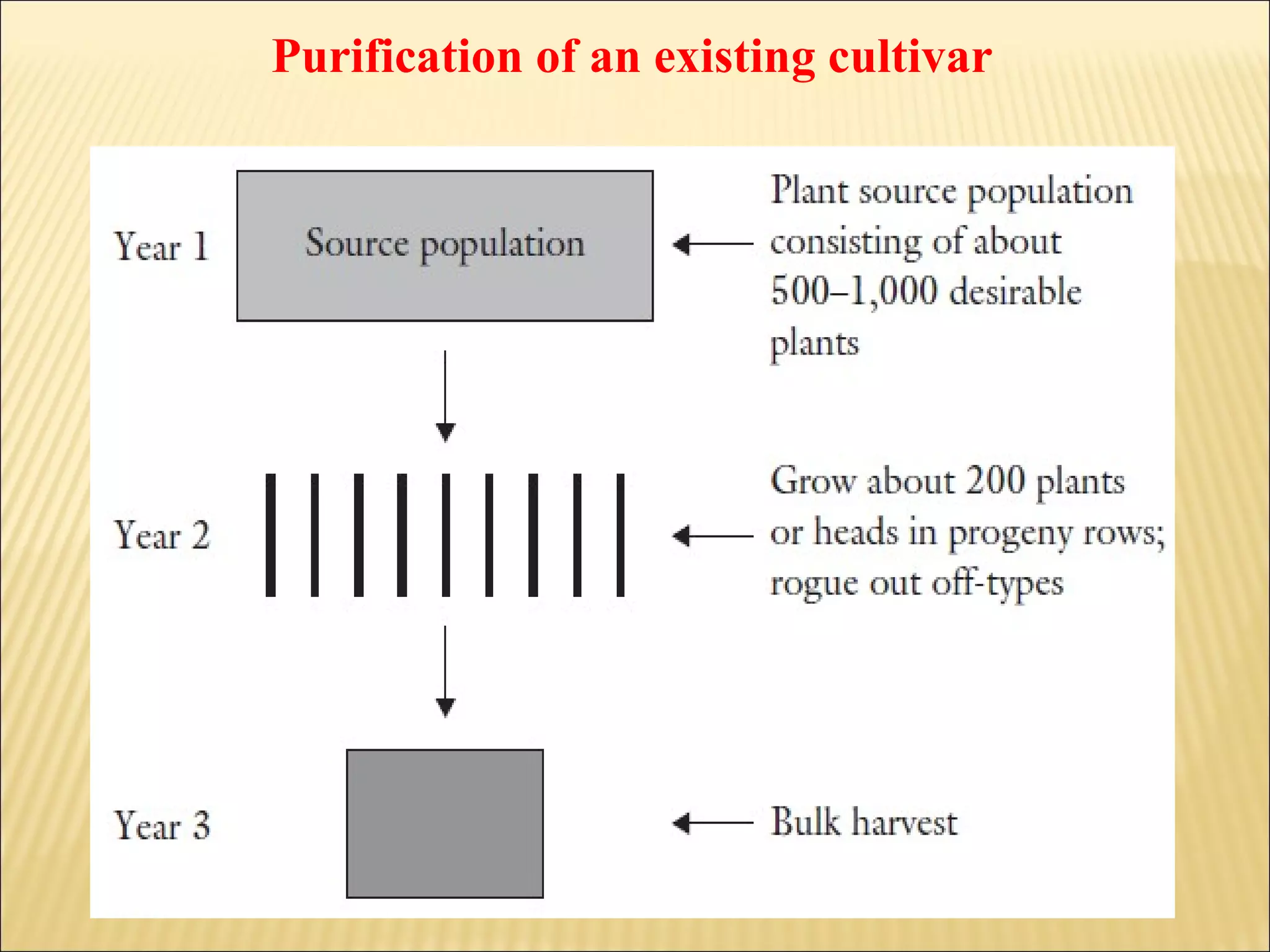 Breeding self pollinated crops | PPT