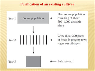 Breeding self pollinated crops | PPT