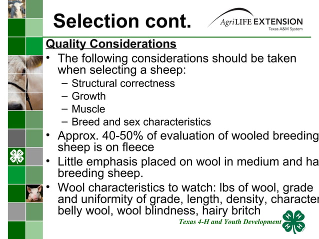 Breedingsheep Essentials | PPT