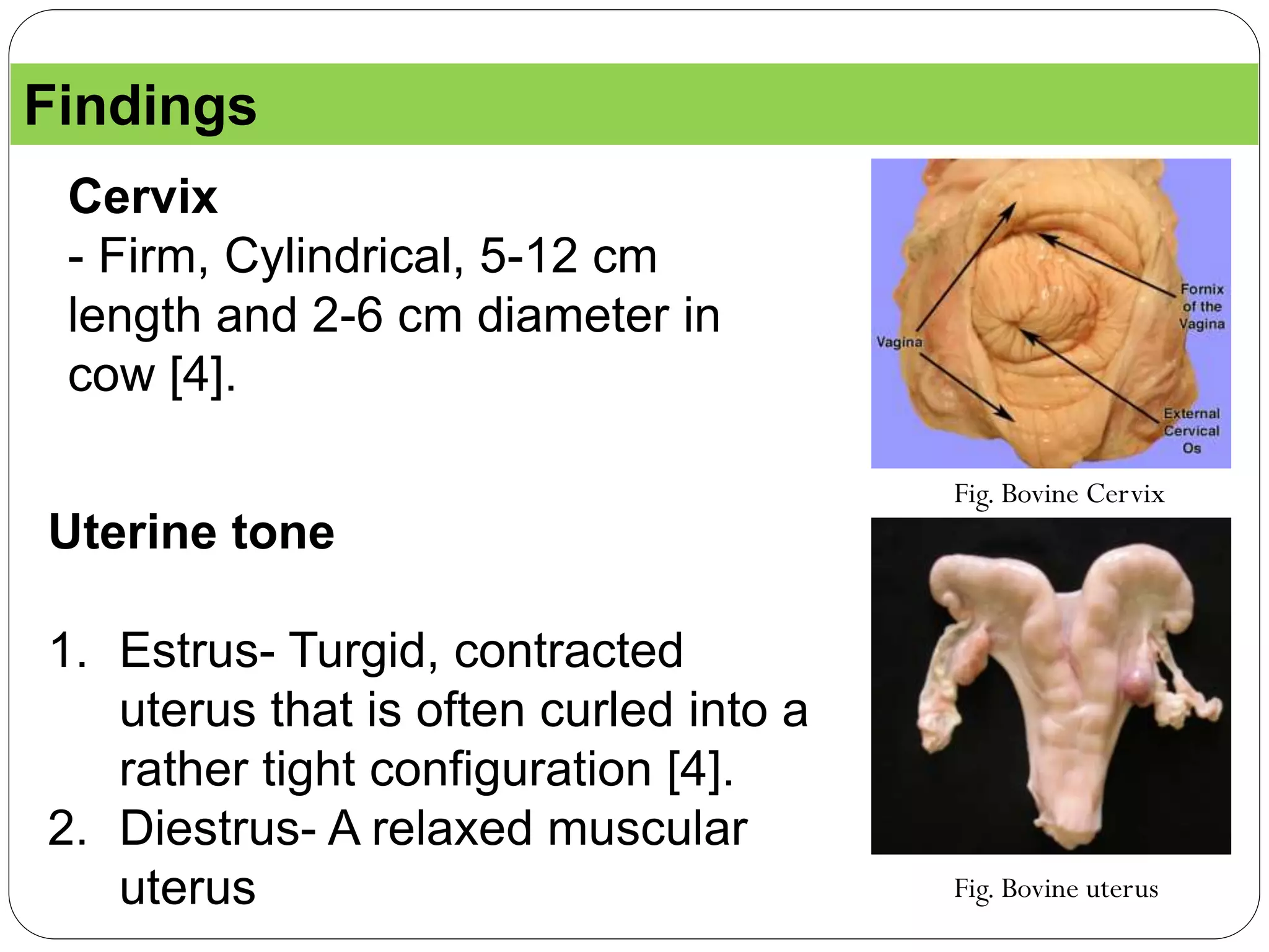 Breeding Soundness Evaluation in Female Animal by Rectal Palpation and ...