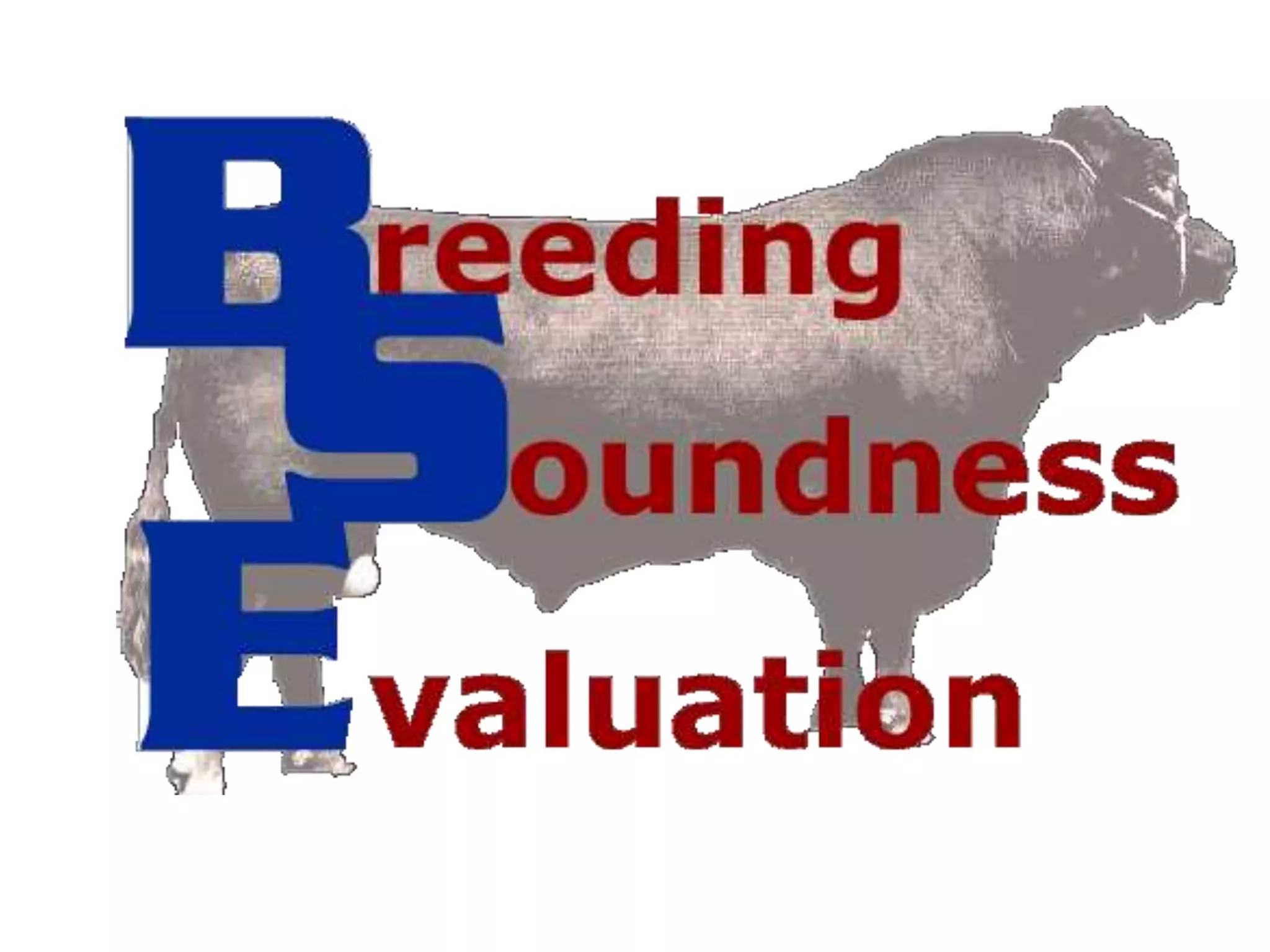 breeding soundness exam in bulls.pptx