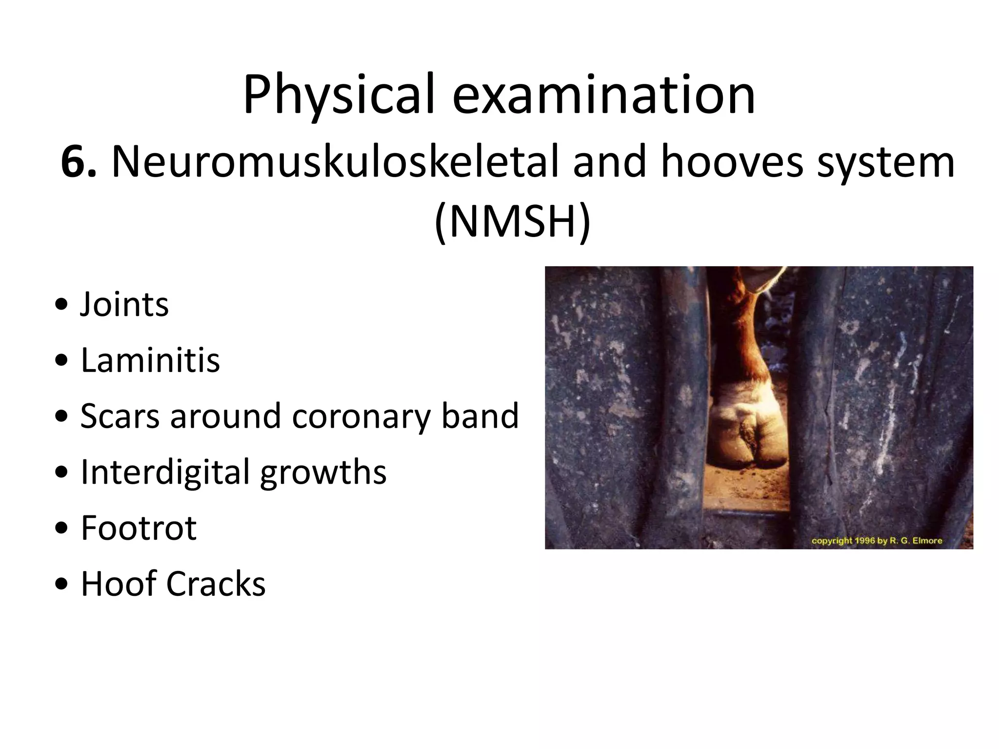 breeding soundness exam in bulls.pptx