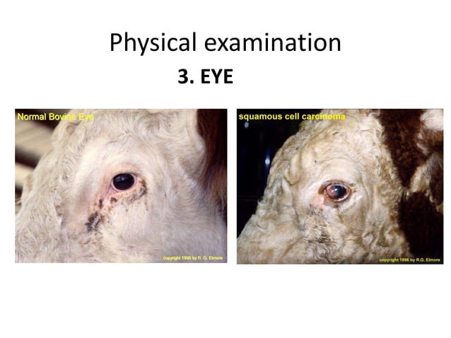 breeding soundness exam in bulls.pptx | Infertility | Reproductive Health