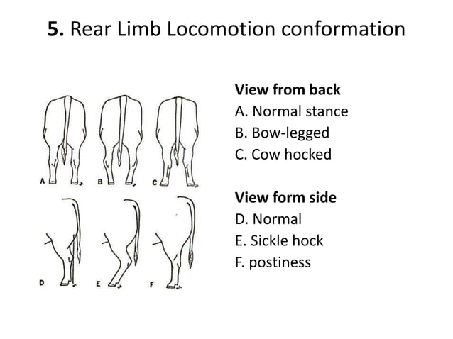 breeding soundness exam in bulls.pptx | Infertility | Reproductive Health