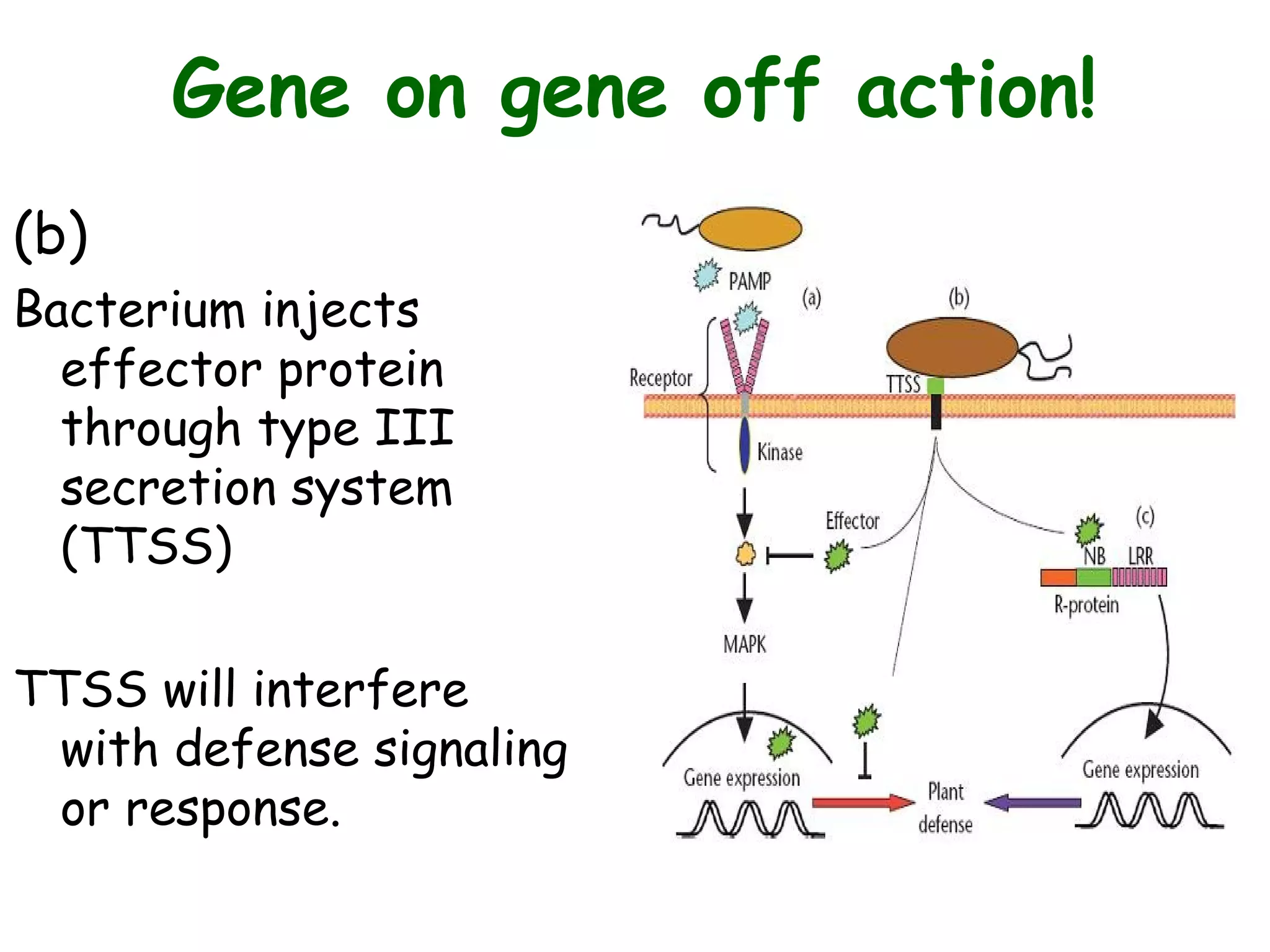 Breeding strategies for biotic & abiotic stress | PPT