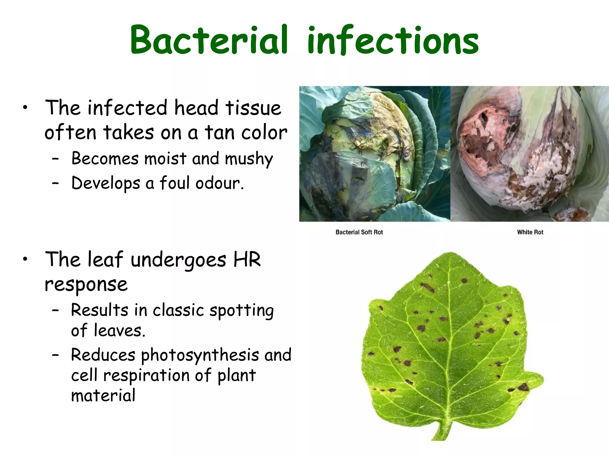 Breeding strategies for biotic & abiotic stress | PPT