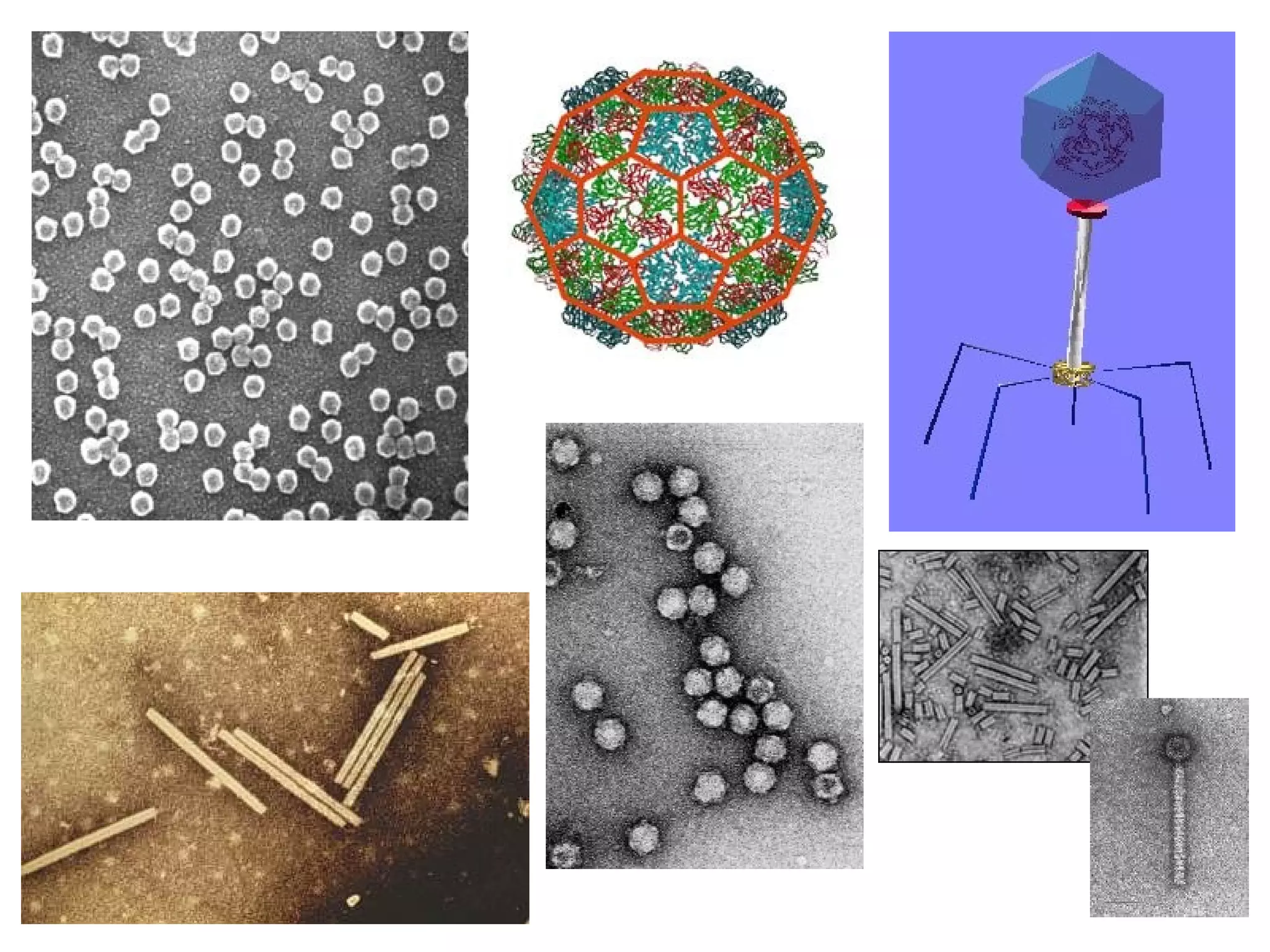 Breeding strategies for biotic & abiotic stress | PPT