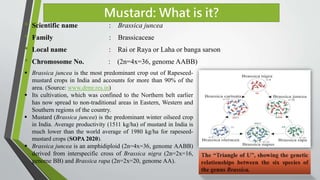 Breeding Strategies of Mustard for Biotic Stress Resilience By Achyuta Basak.pptx