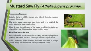 Breeding Strategies of Mustard for Biotic Stress Resilience By Achyuta ...