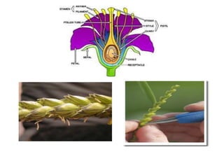 Plant Breeding Systems | PPTX