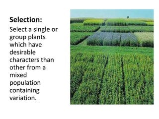 Plant Breeding Systems | PPTX