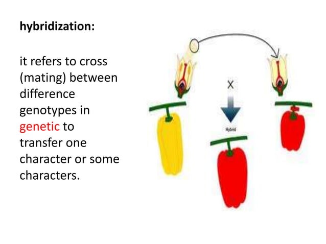 Plant Breeding Systems | PPTX