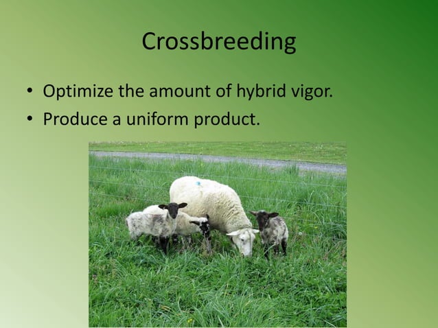 Breeding systems | PPTX | Dogs | Pets