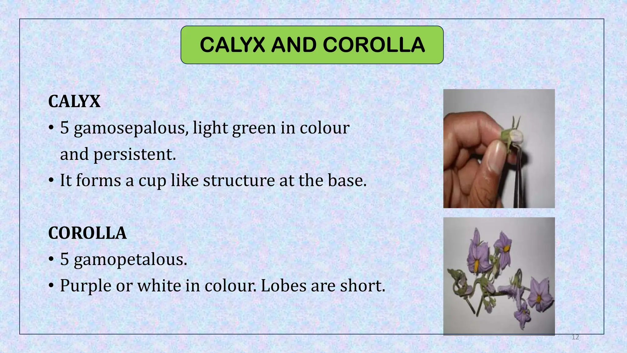 Brinjal breeding techniques.pdf