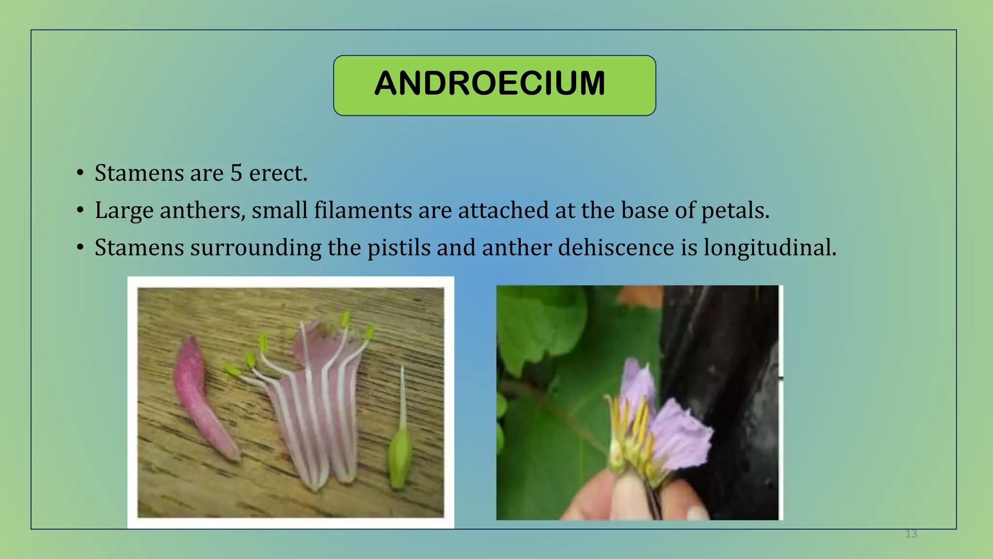 Brinjal breeding techniques.pdf