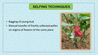 Brinjal breeding techniques.pdf