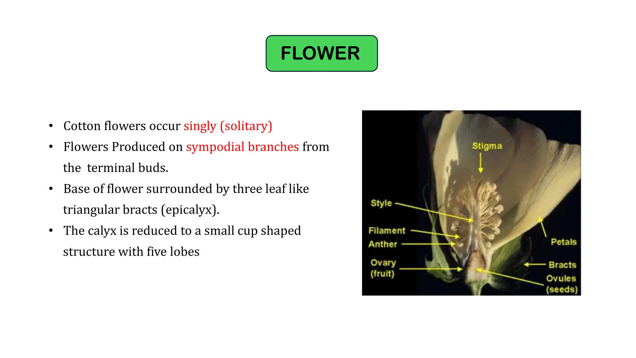 Cotton Floral biology and breeding techniques.pdf