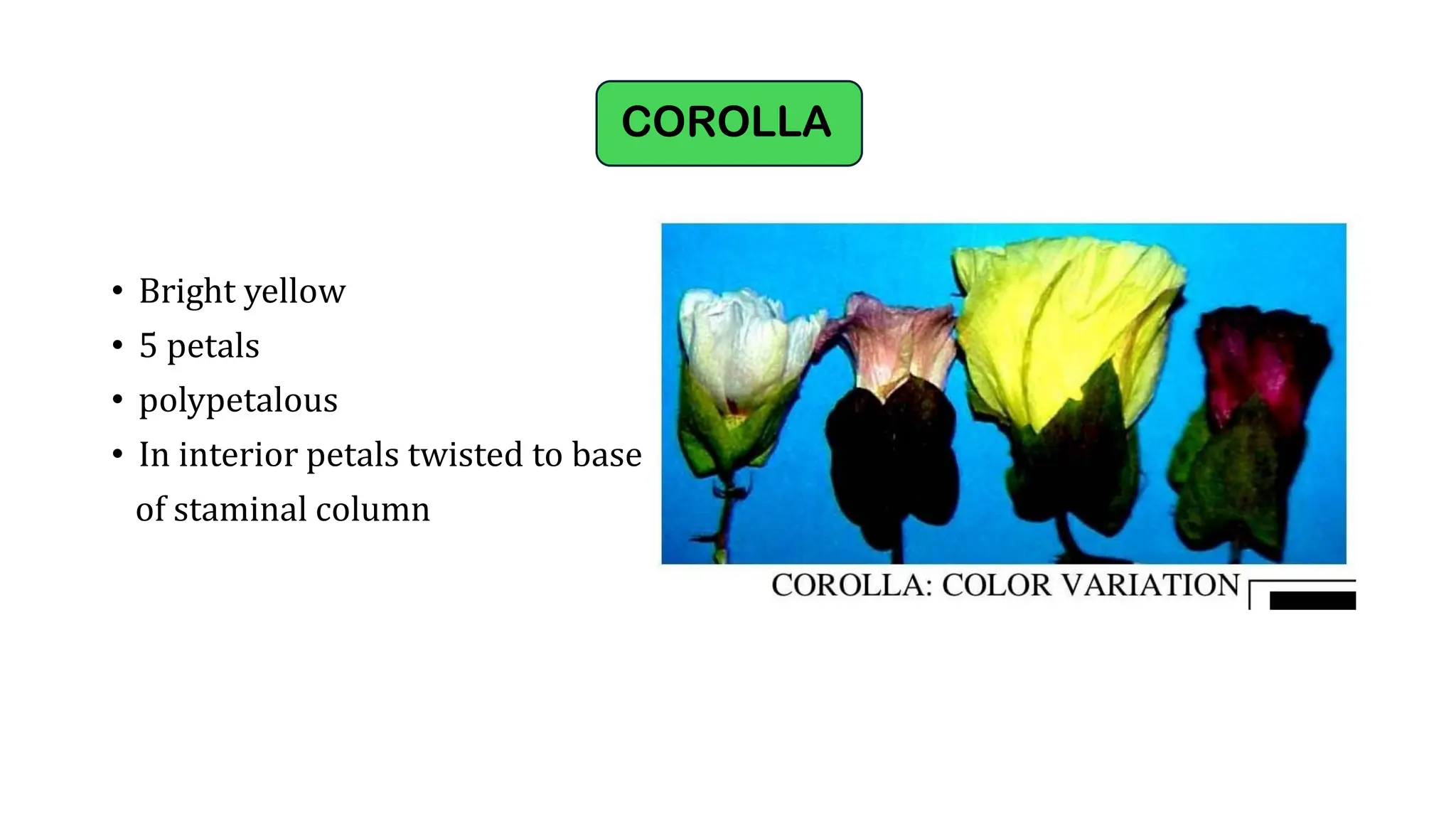 Cotton Floral biology and breeding techniques.pdf