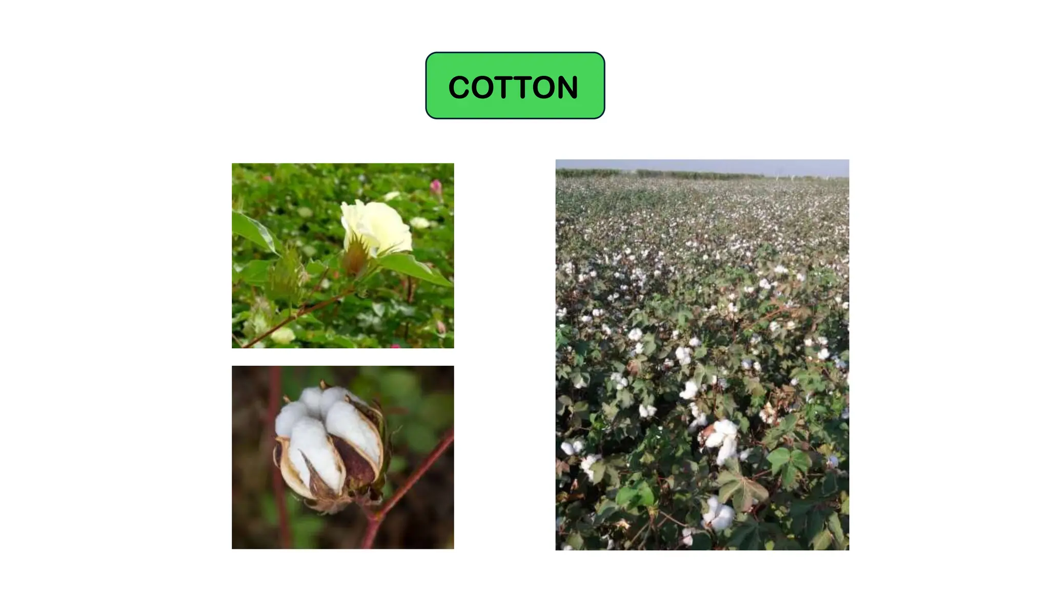 Cotton Floral biology and breeding techniques.pdf