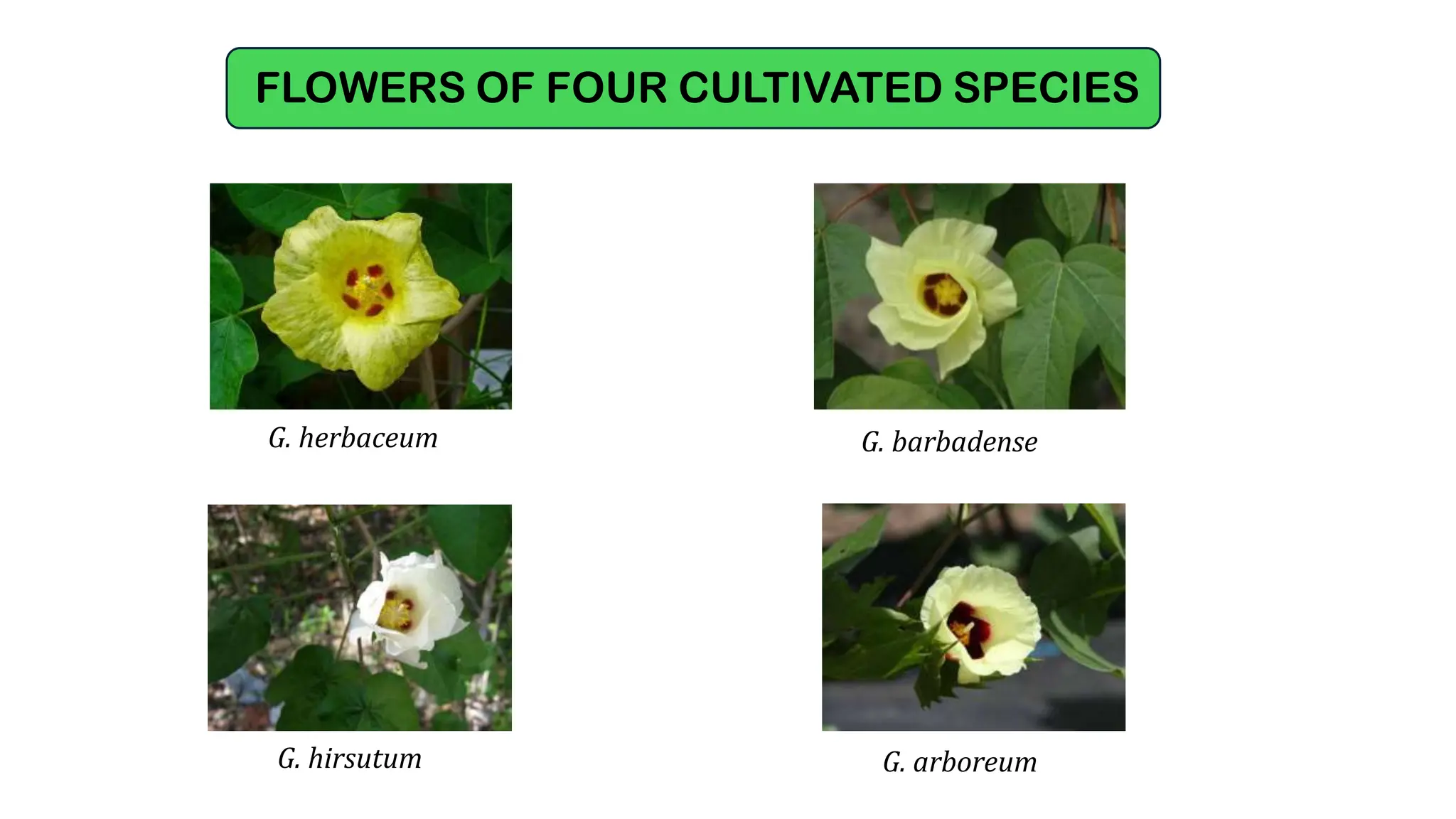 Cotton Floral biology and breeding techniques.pdf