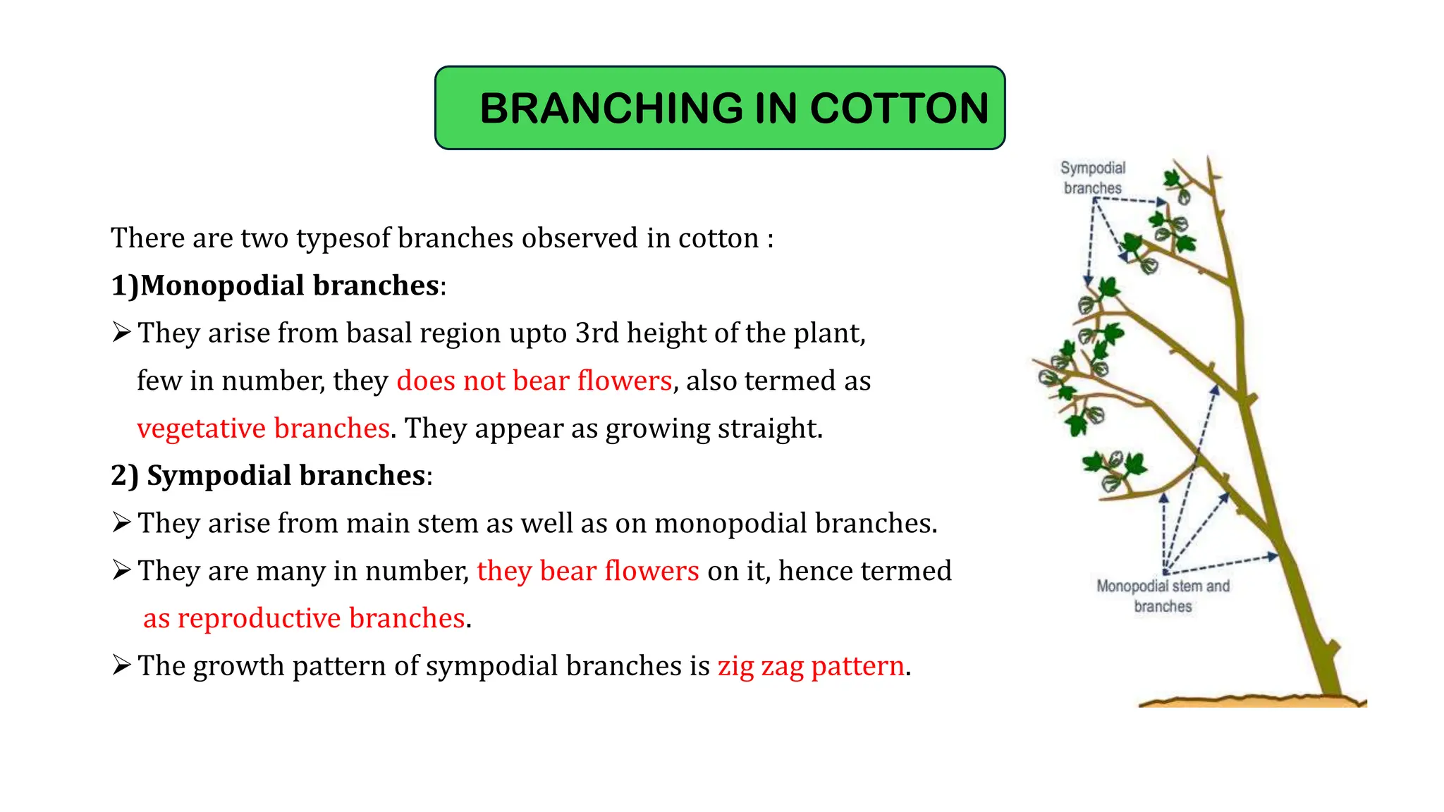 Cotton Floral biology and breeding techniques.pdf