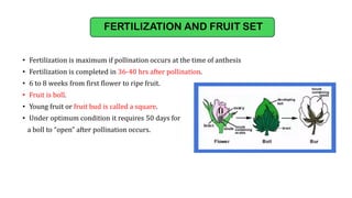 Cotton Floral biology and breeding techniques.pdf
