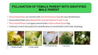 Cotton Floral biology and breeding techniques.pdf