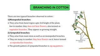 Cotton Floral biology and breeding techniques.pdf