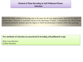 Breeding techniques in self pollinated crops presentation | PPTX