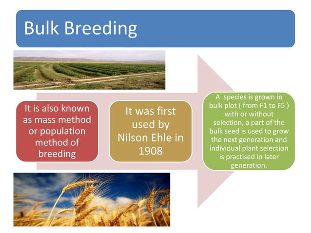 Breeding techniques in self pollinated crops presentation | PPTX