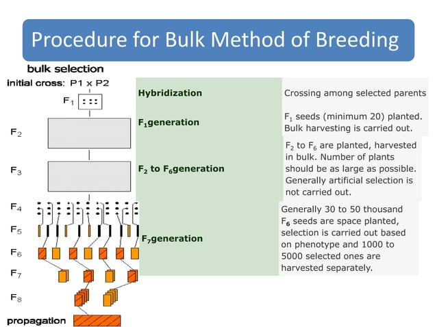 Breeding techniques in self pollinated crops presentation | PPTX