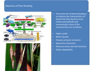 Breeding techniques in self pollinated crops presentation | PPTX