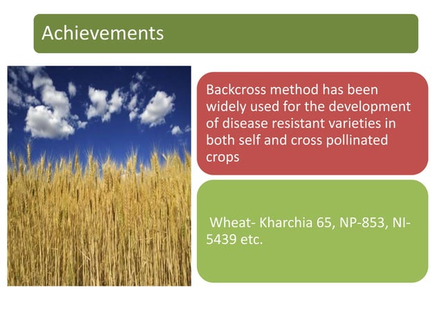 Breeding techniques in self pollinated crops presentation | PPTX