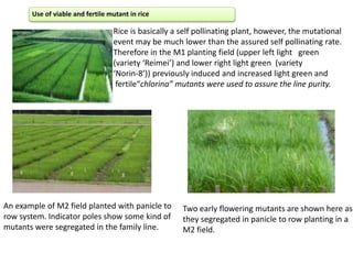 Breeding techniques in self pollinated crops presentation | PPTX