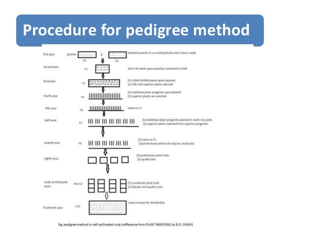 Breeding techniques in self pollinated crops presentation