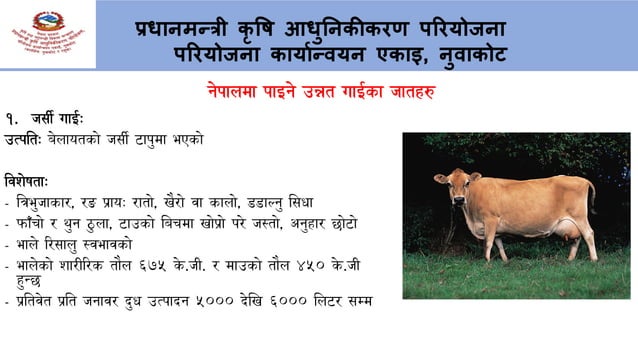 Breed of cattle and Buffalo | PDF