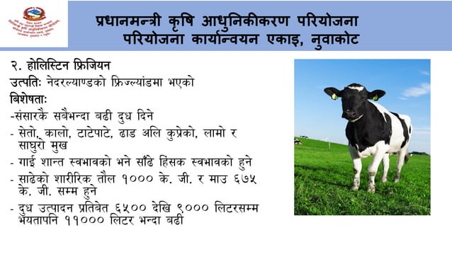 Breed of cattle and Buffalo | PDF