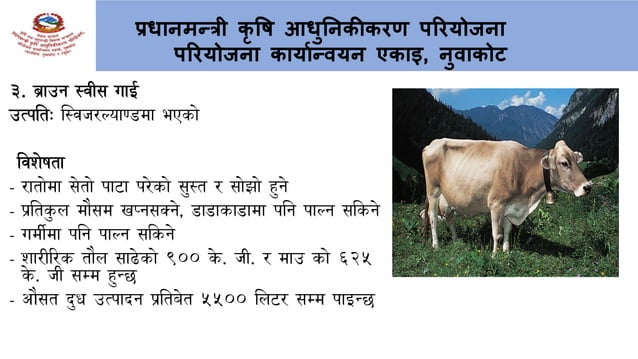 Breed of cattle and Buffalo | PDF